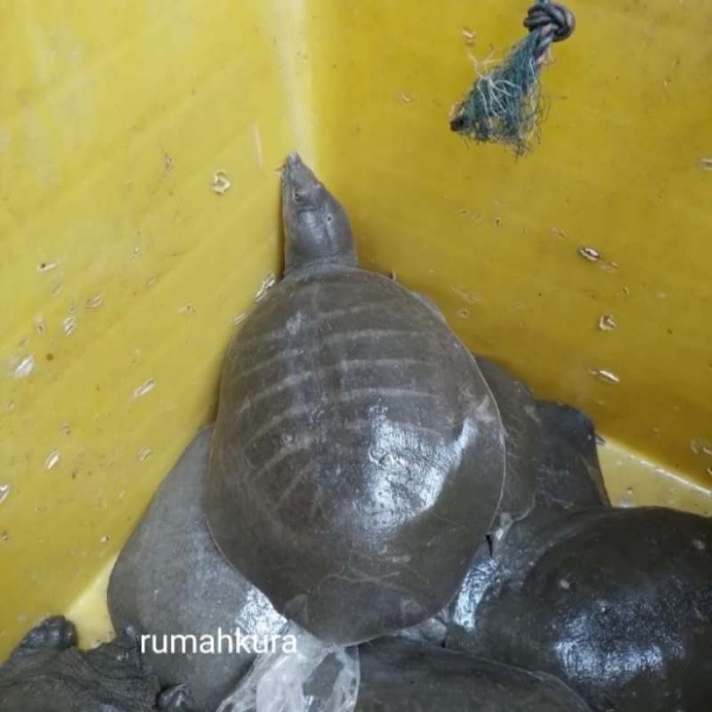 Jual Kura kura bulus labi uk 1 kg siap lepas ke alam dan untuk kosumsi ...