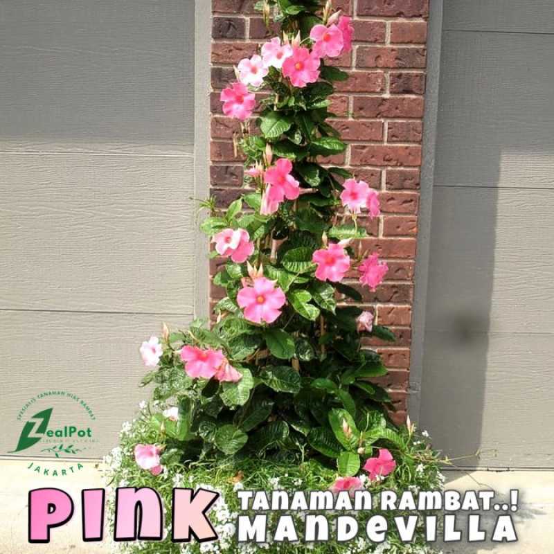 Promo Tanaman Hias Rambat Pink mandevilla Diskon 60% di Seller home ...