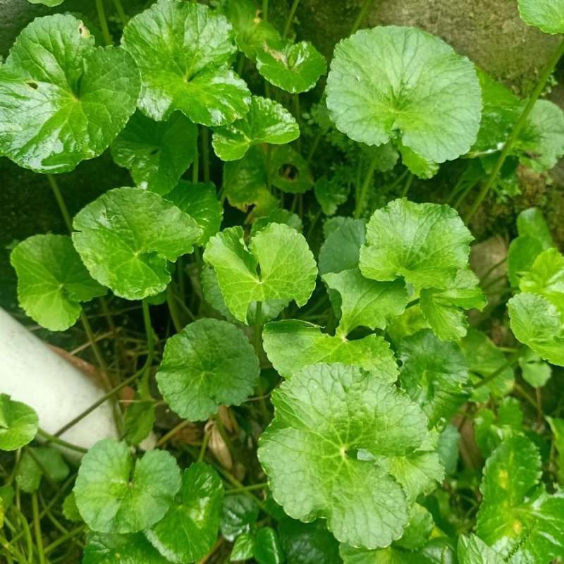 Jual daun pegagan 500 gram segar di Seller Nurherbal - Cintaasih, Kab ...