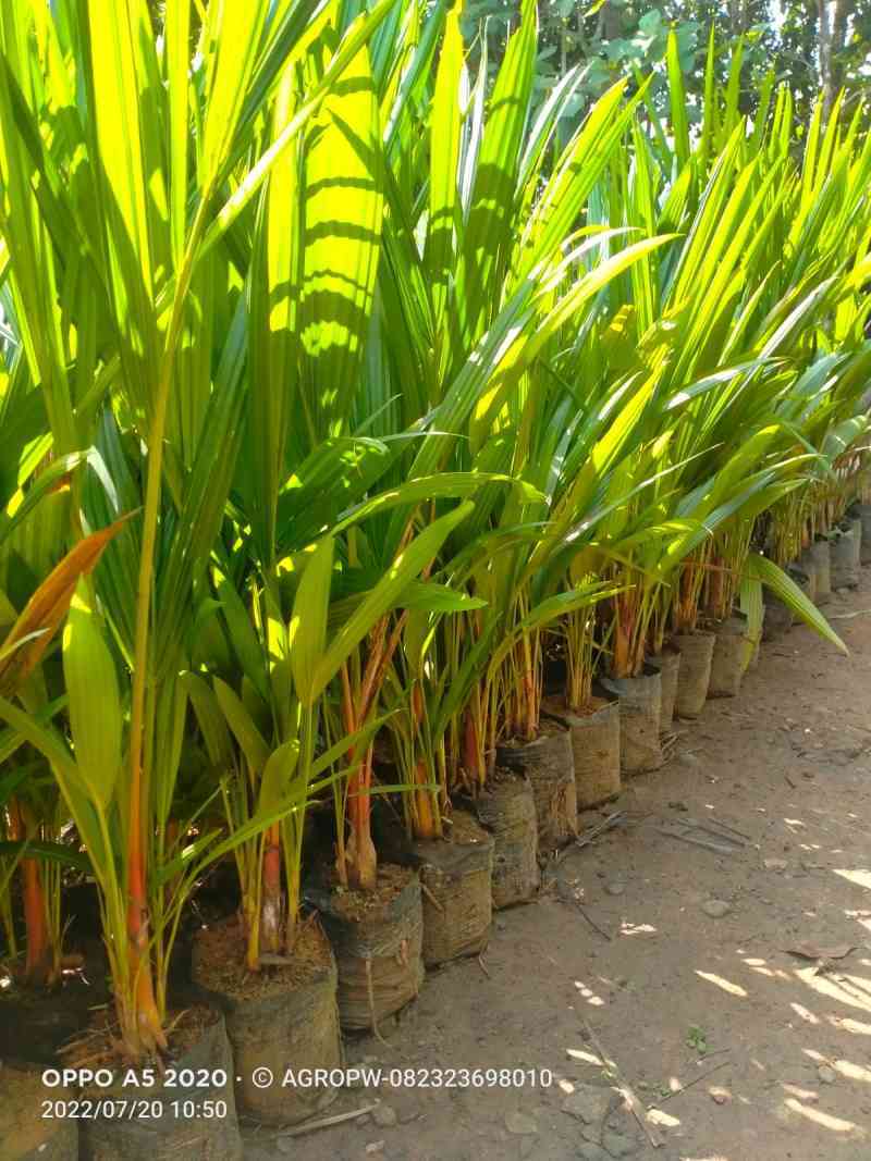 Jual Bibit Tanaman Palem Merah Atau Pinang Merah - Rimbun - Siap Tanam ...