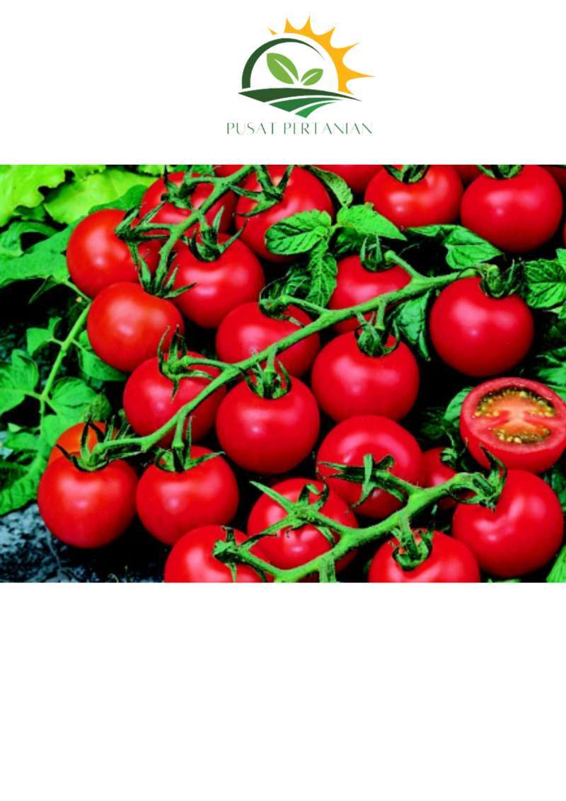 Jual Benih Tomat Merah Red Cherry 50 Seeds Bibit Sayur Buah Tomat Cherry Ceri Merah Import F1 ...