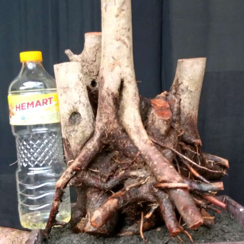 Promo Bahan Bonsai Rukem Pucuk Merah Mbogel Ukuran Medium Real Pict ...