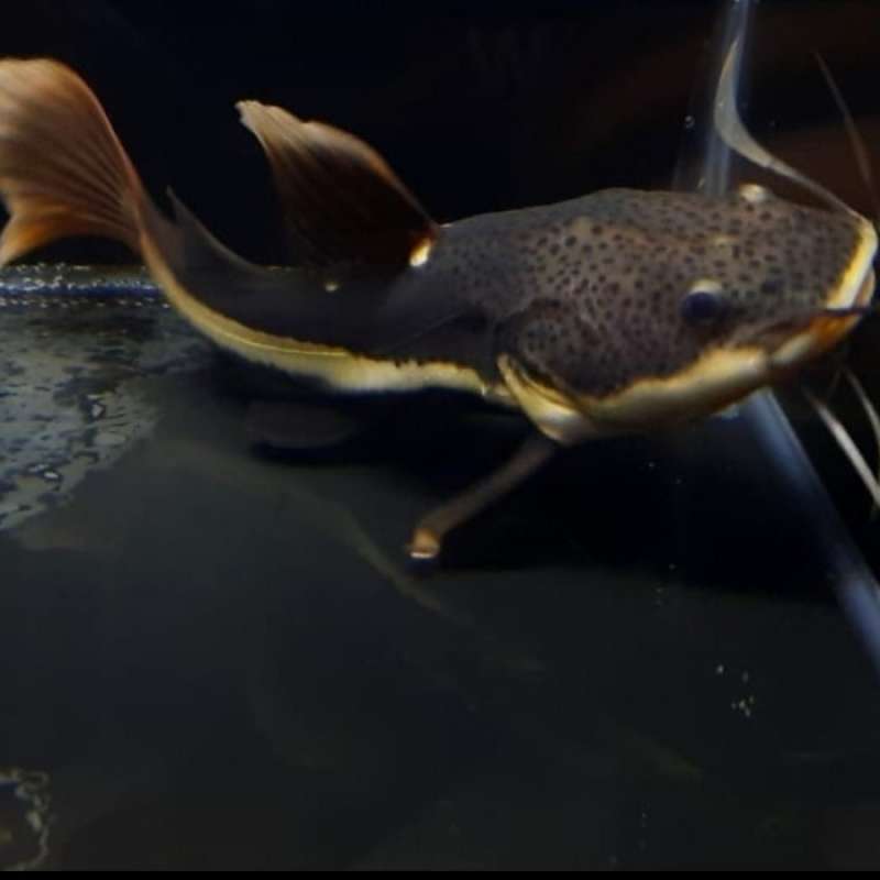 Jual Ikan Catfish Rtc Termurah - Harga Grosir Terupdate Hari Ini | Blibli