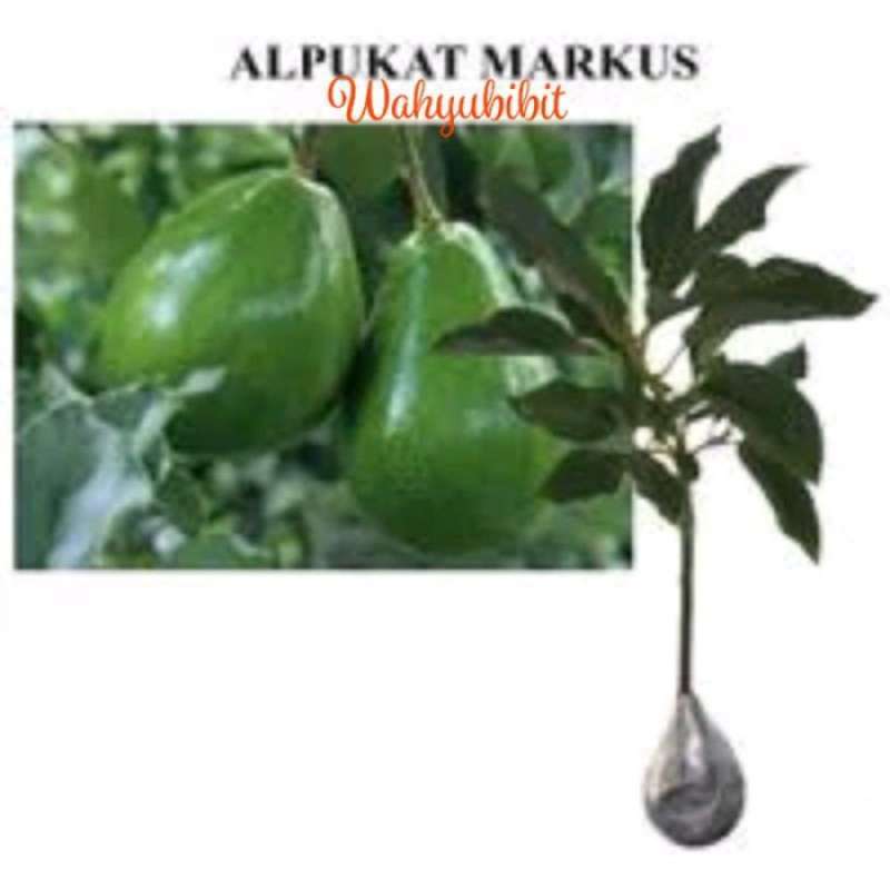 Jual bibit tanaman buah alpukat Markus okulasi benih pohon tabulampot ...