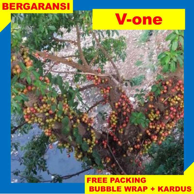Daun Cangkring Lengkap Harga Terbaru Juni 2024 | Blibli