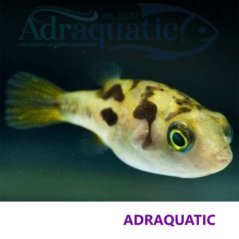 Jual Ikan Hias Indian Puffer Dwarf Buntel Buntal Pufferfish Puff Air ...