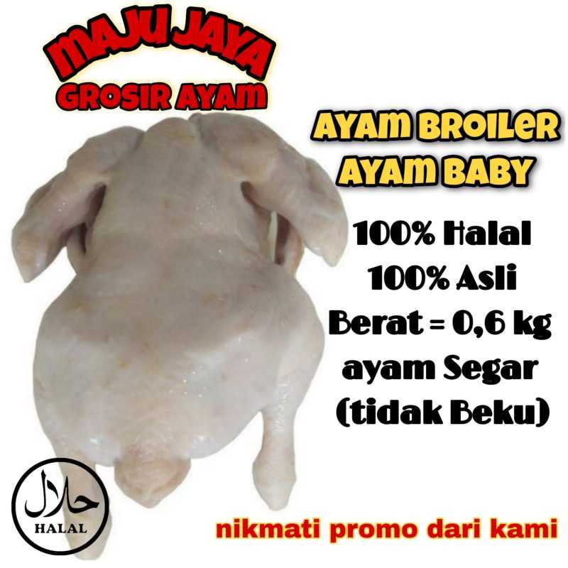Jual AYAM BABY UK. 0.5 -0.6 ons AYAM SATUAN / AYAM UTUH / AYAM 1 EKOR ...