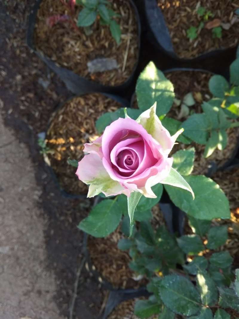 Jual Paket Tanaman Mawar 10 Warna Paket Tanaman Mawar 10 Warna di ...