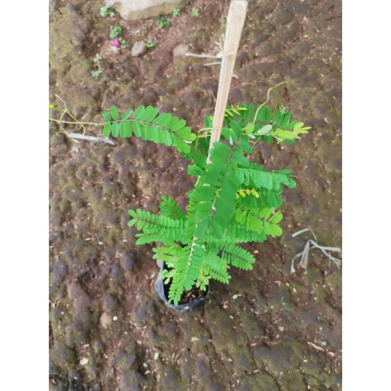 Jual Tanaman herbal daun saga rambat / Abrus precatorius di Seller ...