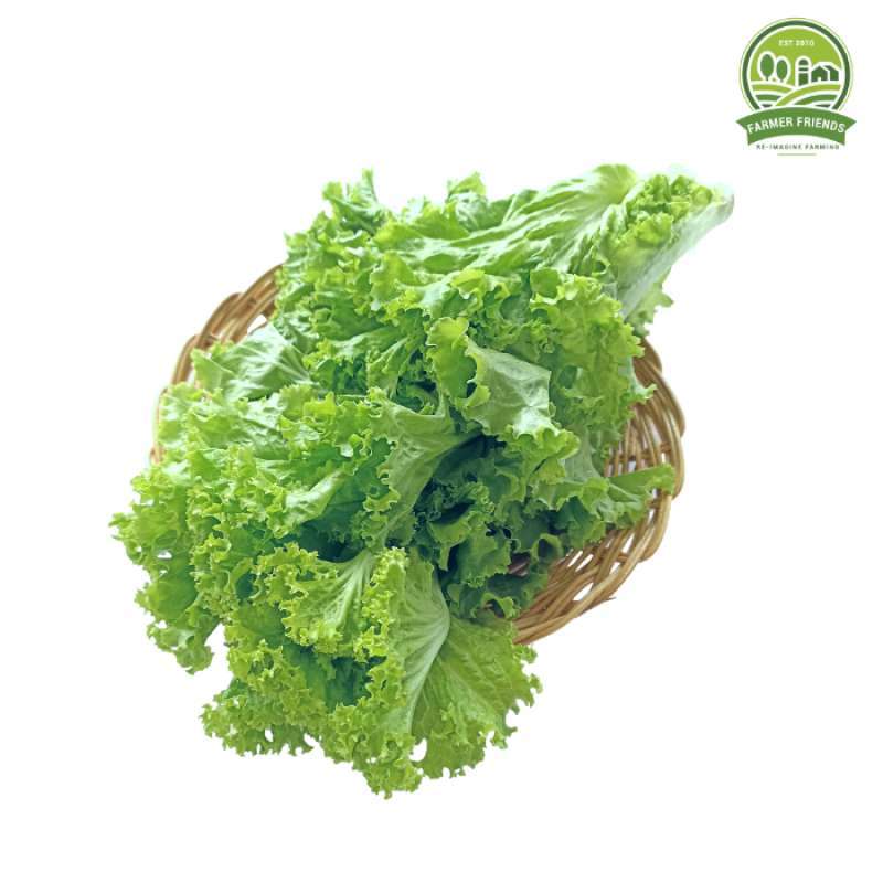 Jual Daun Selada 1 Kg Termurah - Harga Grosir Terupdate Hari Ini | Blibli