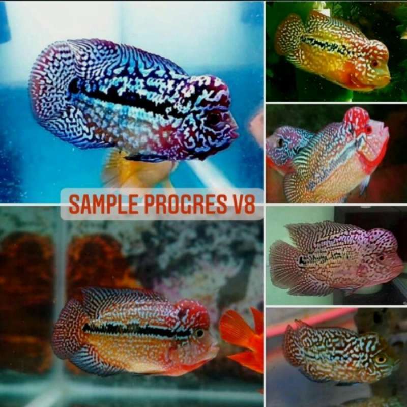 Jual Ikan Louhan Kamfa V8 Ori Thailand di Seller DENTA PET SHOP ...