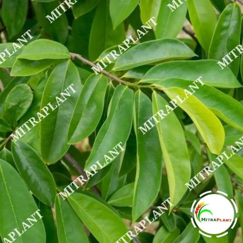 Jual Daun Sirsak Segar 500 Gram - Fresh Basah - Daun Obat Herbal di ...