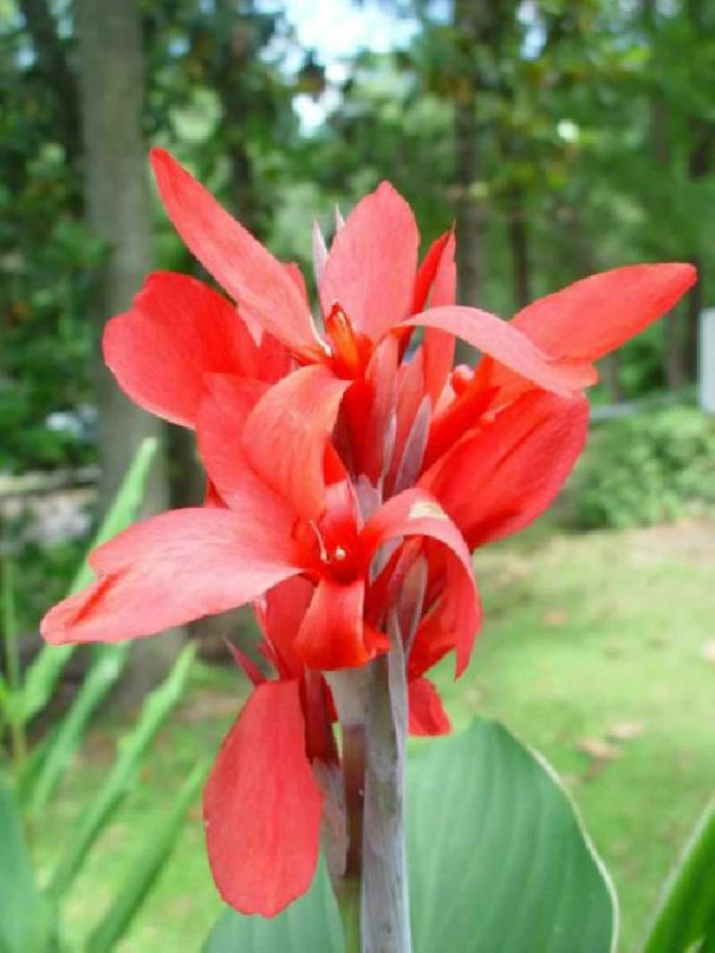 Jual Tanaman Hias Taman - Bunga Kana Merah di Seller Plantismeid ...