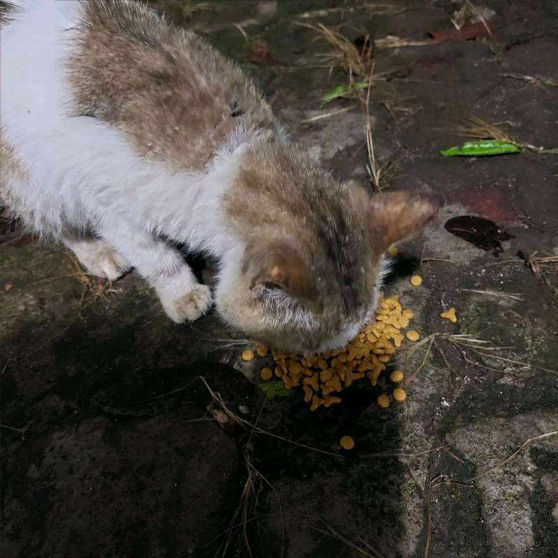 Jual Peduli Kucing Jalanan Di Seller Revive - Nagrak, Kab. Cianjur | Blibli