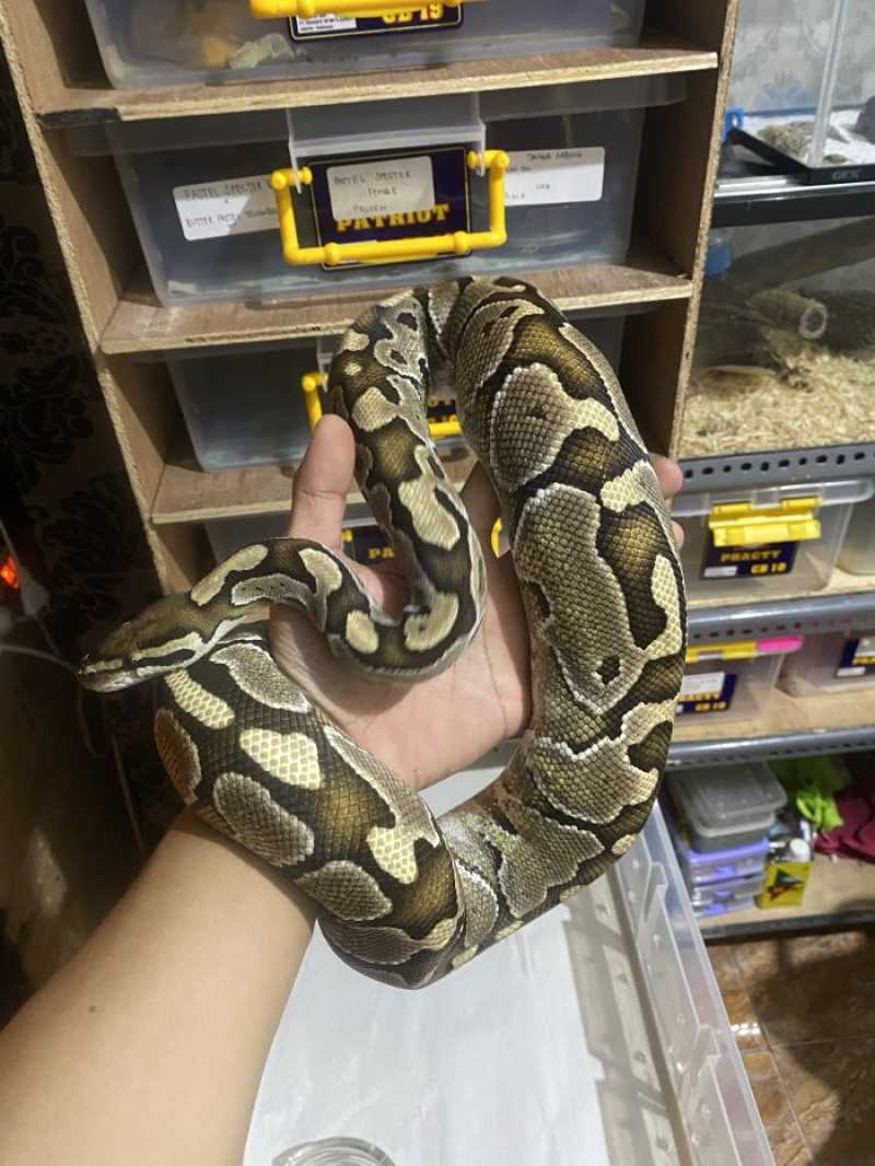 Jual ball python lesser female proven di Seller Enigma - Kapuk, Kota ...