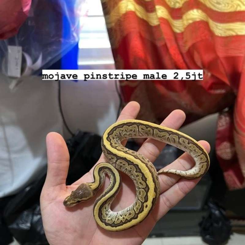 Jual ball python mojave pinstripe / ball phyton mojave pinstripe ready ...