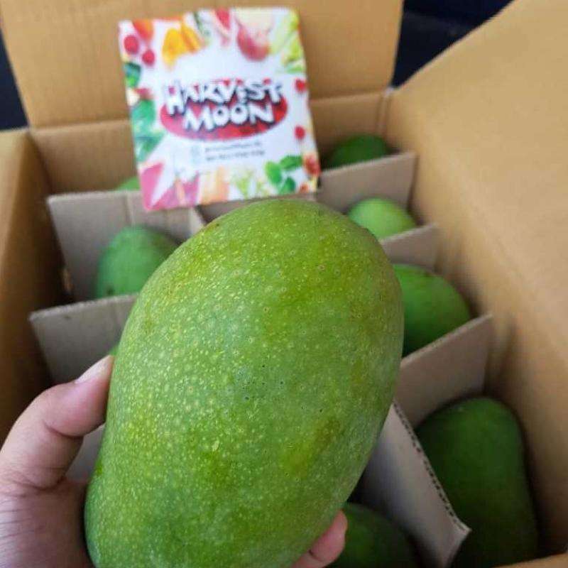 Jual HarvestMoon Mangga Alpukat Harum Manis Avomango Klonal Per kilo ...