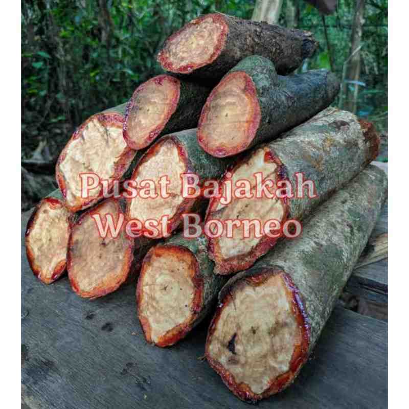 Promo Akar Kayu Bajakah Tampala Getah Merah Asli Kalimantan 1kg ...