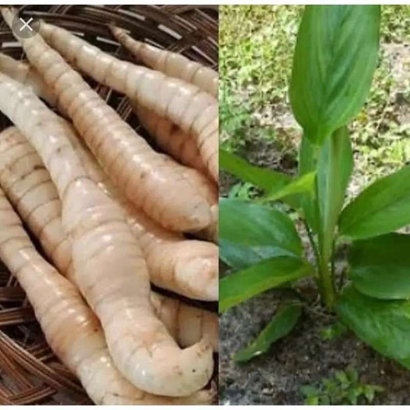 Jual Tepung Pati Garut/ Irut Asli Di Seller Toko Hanzaqi - Toko Hanzaqi ...