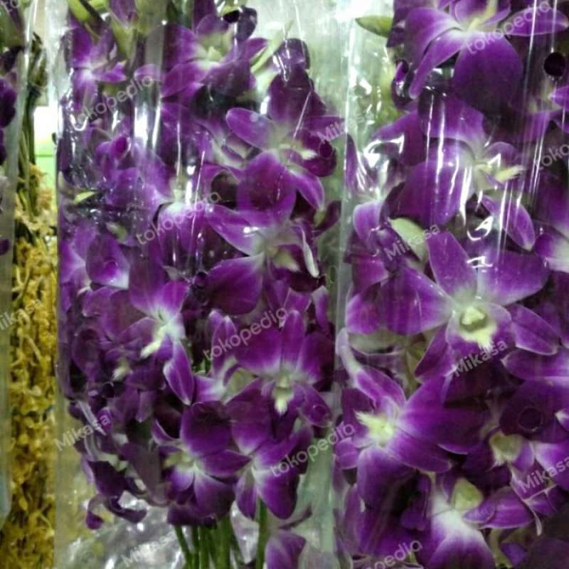 Promo bunga anggrek dendrobium import / anggrek dendrobium super 10 ...
