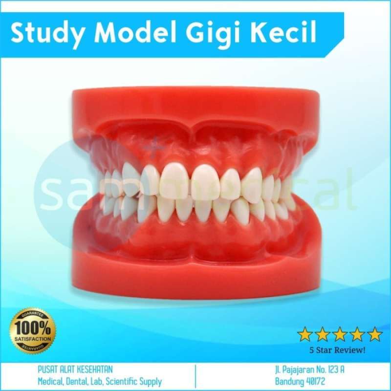 Jual Dental Study Model Gigi Merah Kecil Di Seller Sam Medical Official ...