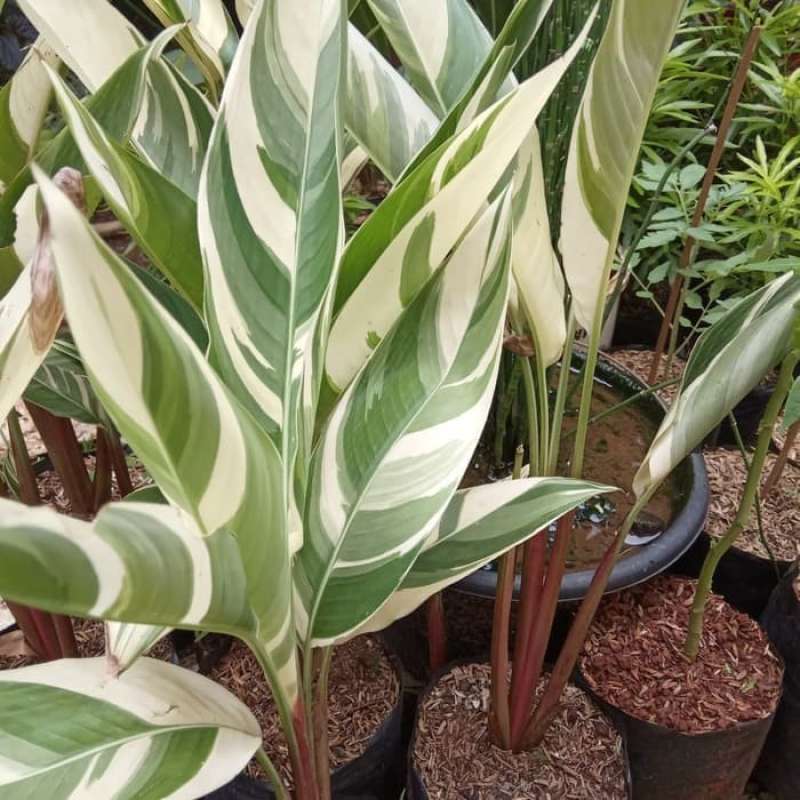 Jual Tanaman Hias Heliconia Varigata |pohon Pisang Pisangan Heliconia ...