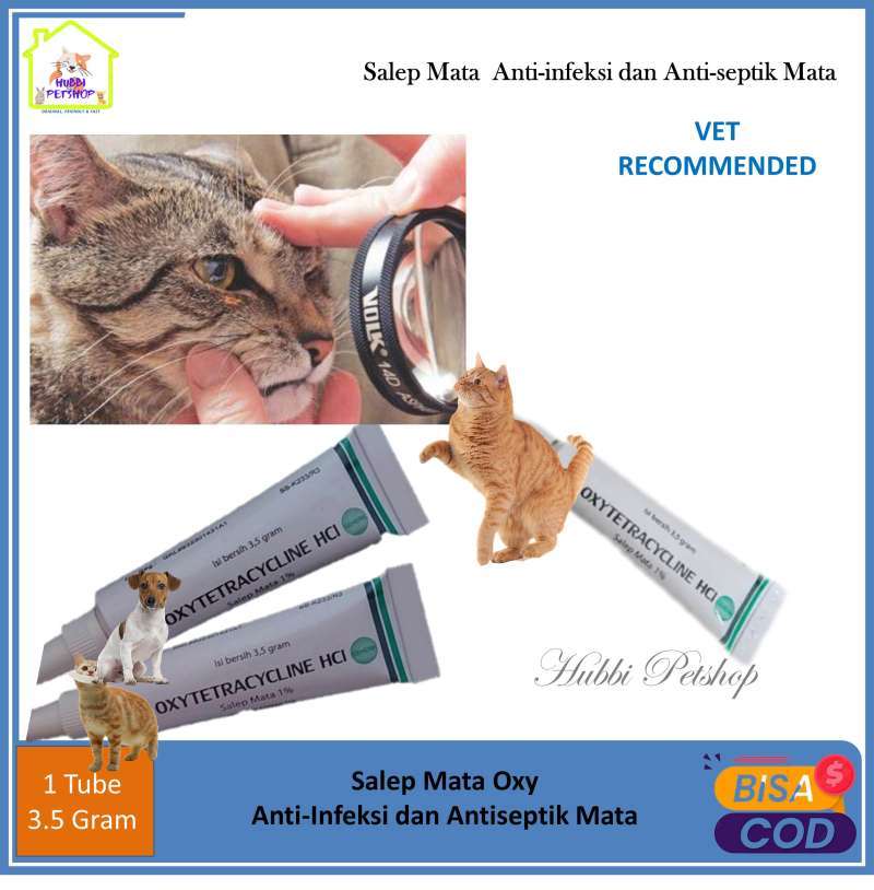 Oxytetracycline untuk Kucing, Apakah Aman? - Blibli Friends