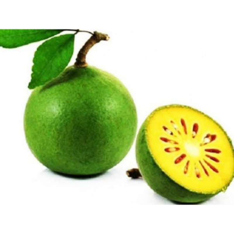 Jual Bibit Tanaman Buah Maja / mojo / Aegle Marmelos pasbbu 6090yn di ...
