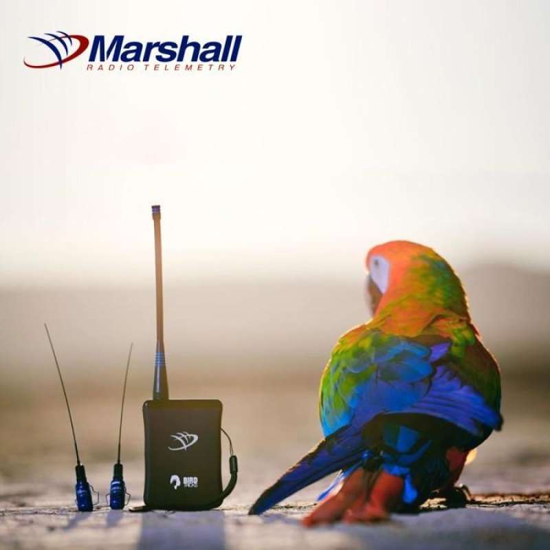 Jual Marshall Turbo Gps System Single Transmitter Parrot Freefly Macaw ...
