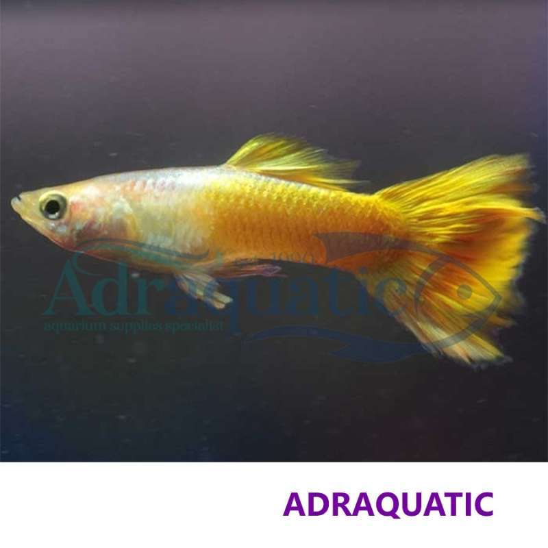 Jual IKAN HIAS GUPPY YELLOW JAPAN AIR TAWAR di Seller ADRAQUATIC Official Store - Paledang, Kota ...