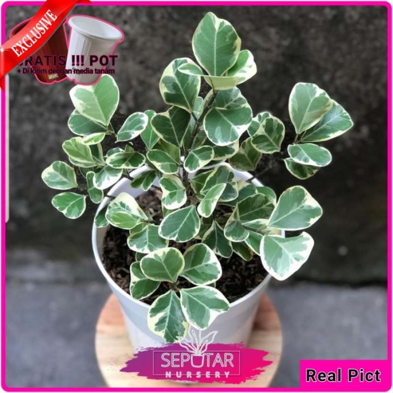 Jual tanaman ficus triangularis varigata - tanaman hias beringin kupu - Pot Putih di Seller ...