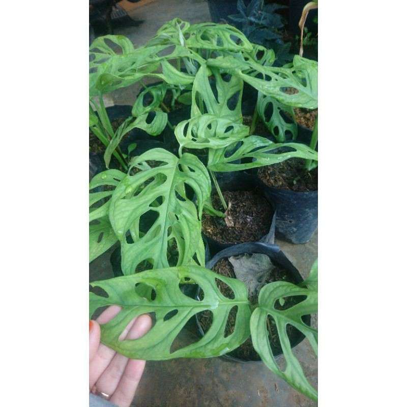 Jual Bunga Janda Bolong Hijau atau monstera deliciosa Tanaman Hias ...