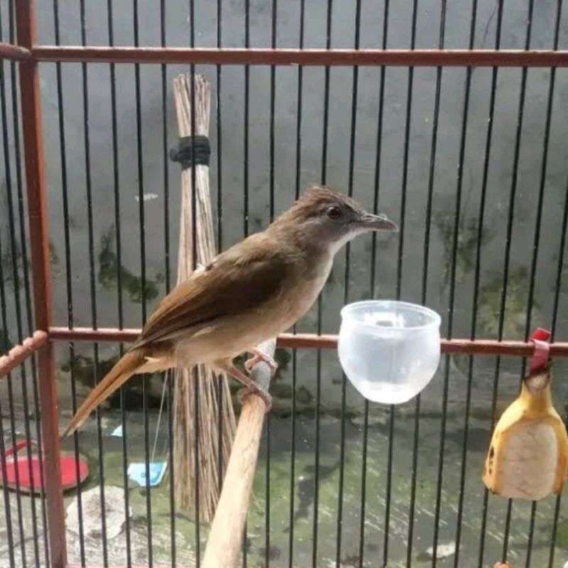 Burung Kapas Tembak