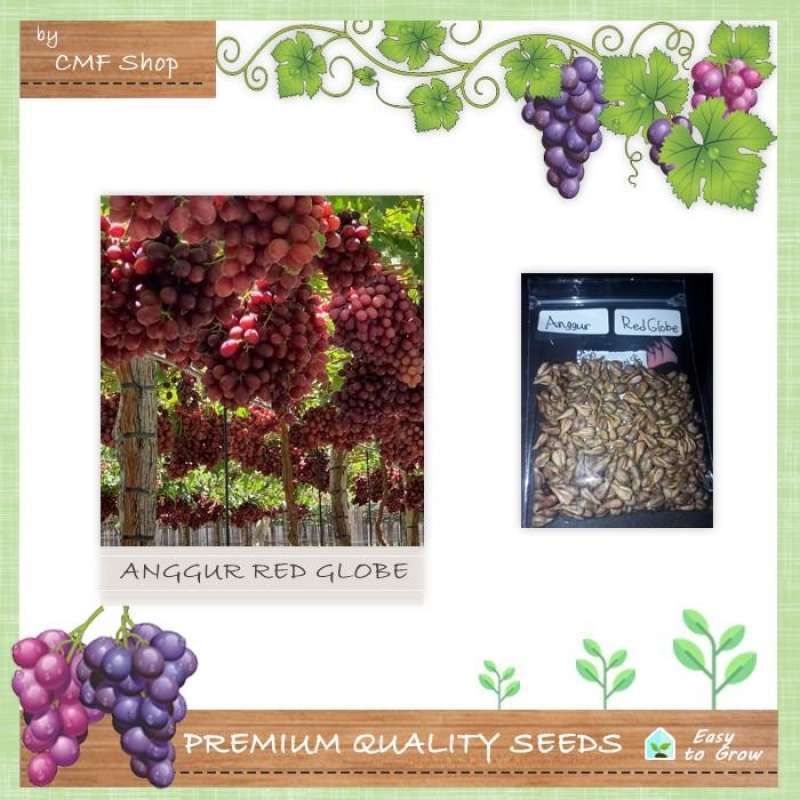 Jual Bibit Benih Anggur Red Globe di Seller CMF Shop - Kota Semarang ...