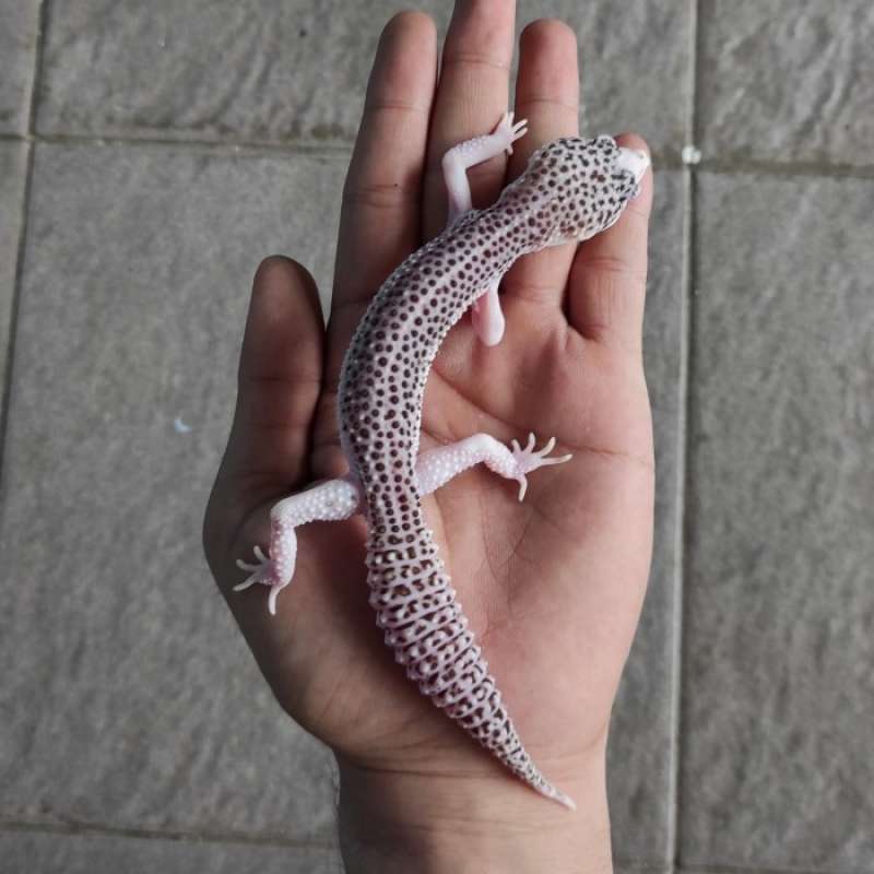 Jual Leopard Gecko Super Snow Eclipse Female C8 Di Seller Enigma