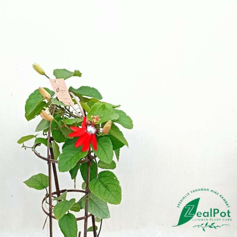 Promo tanaman hias rambat Passiflora Coccinea merah Orange - bunga unik ...