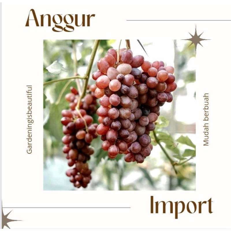 Promo Anggur Import Jenis Redblack Supergenjah Diskon 52% Di Seller ...
