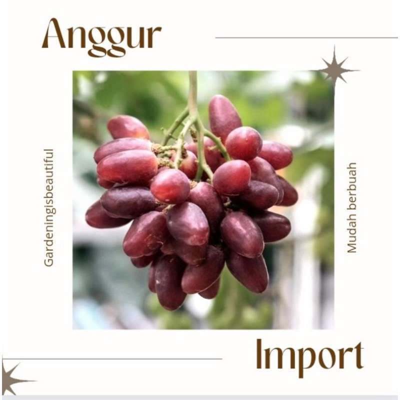 Promo Tanaman Anggur Import Taldun seedlees Diskon 52% di Seller ...