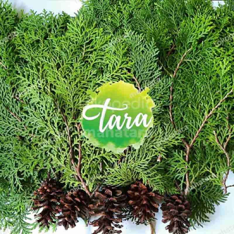 Jual alibaba256 - Daun Cemara Kipas Segar 1kg Bonus Bunga pinus Pine ...