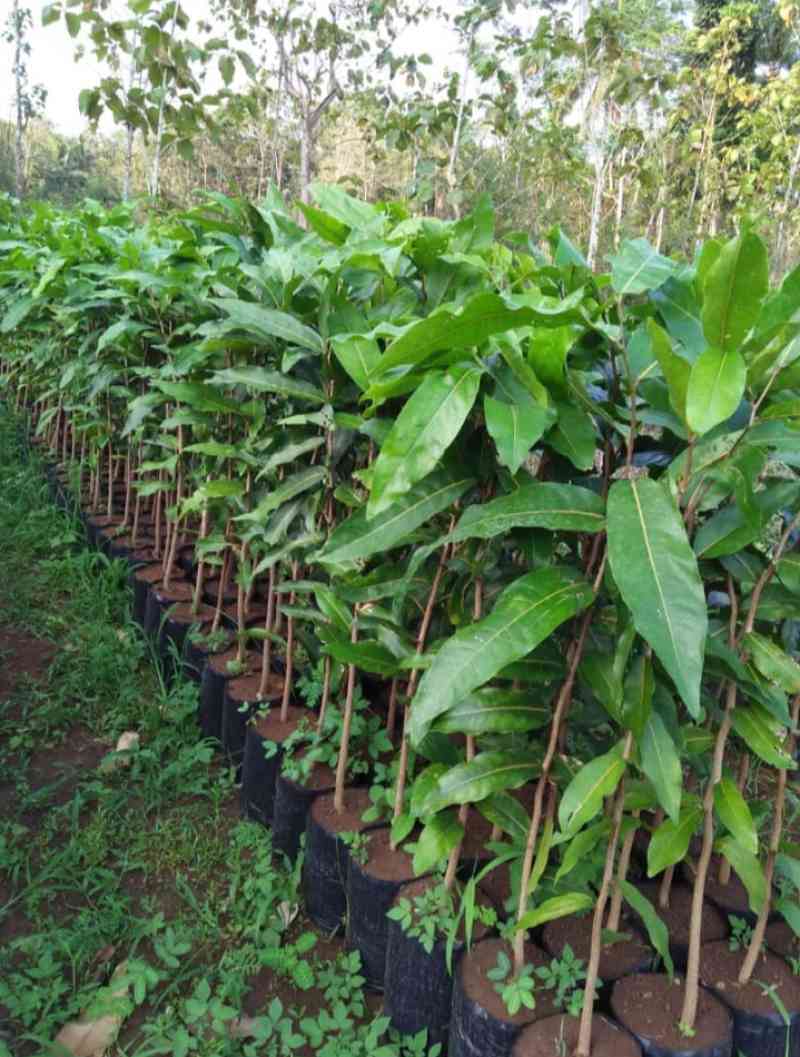 Jual Bibit Tanaman Gayam/gatep - Kualitas Unggul Di Seller ...