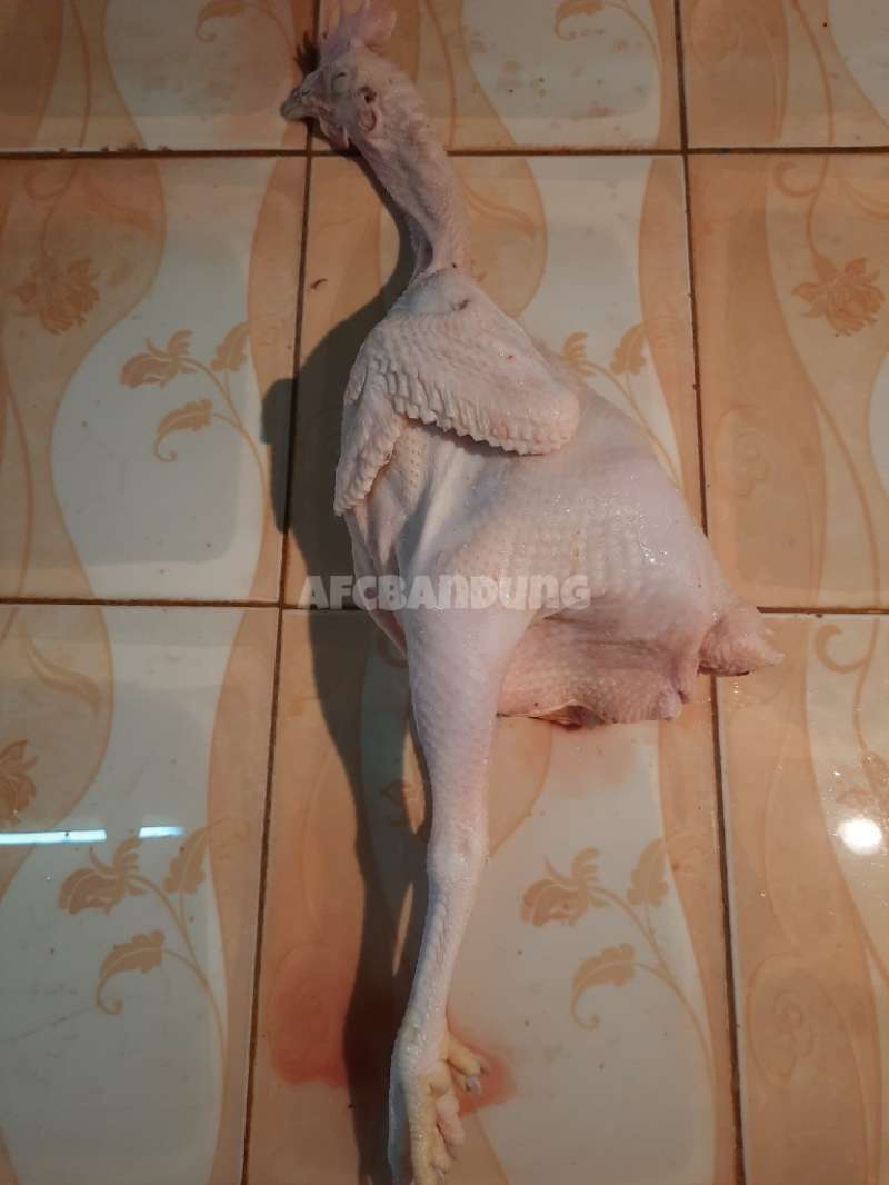 Jual Ayam Merah Petelur Terdekat 🏷️ Harga Grosir Murah Terupdate Hari ...