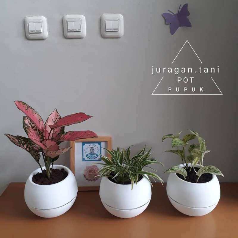 Jual Pot Bulat Hidroponik Aviena di Seller Azkaazqi Mall - Kembangan ...