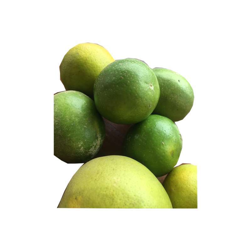 Jual Lemon California Lokal Segar 1 kg di Seller jogjanursery ...