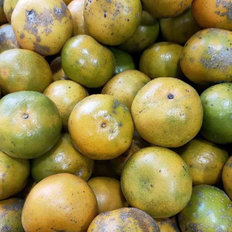 Jual jeruk medan ukuran sedang/kg di Seller Riyan buah - Pondok Labu ...