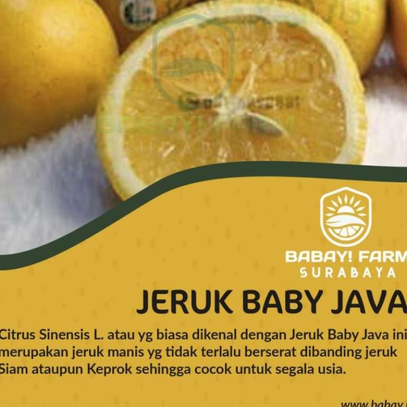 Jual Buah Jeruk Baby Java di Seller Babay! Farm Jakarta - Cipedak, Kota ...