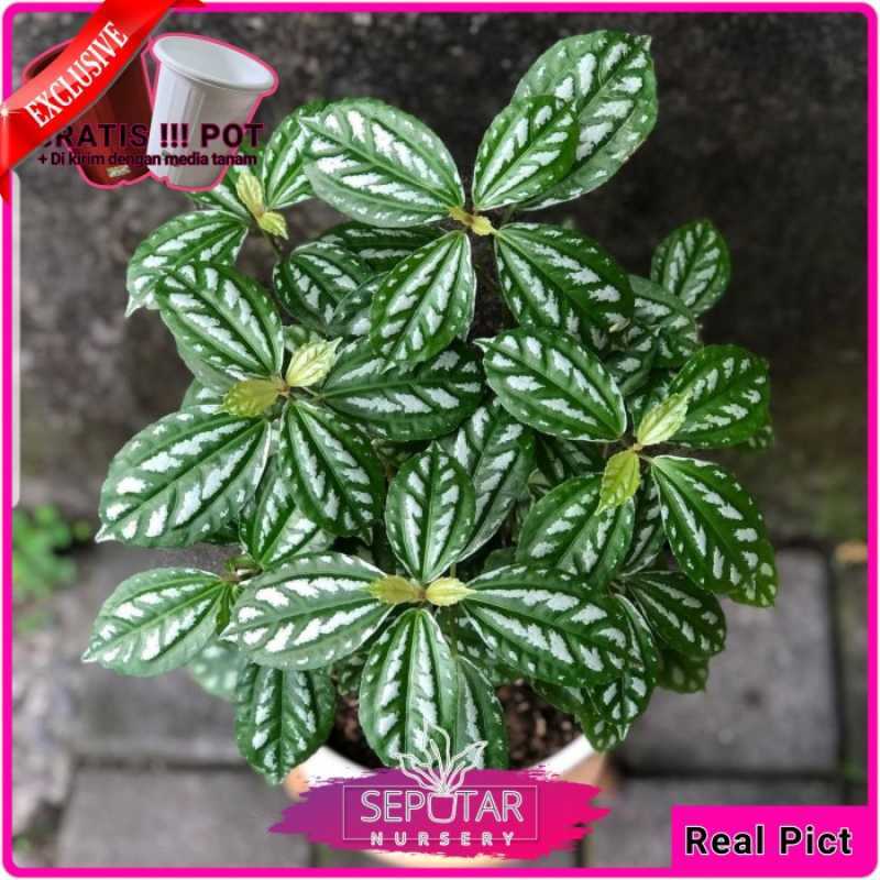 Jual Pilea Mutiara Silver - Tanaman Hias Pilea Mutiara Silver - Pot ...