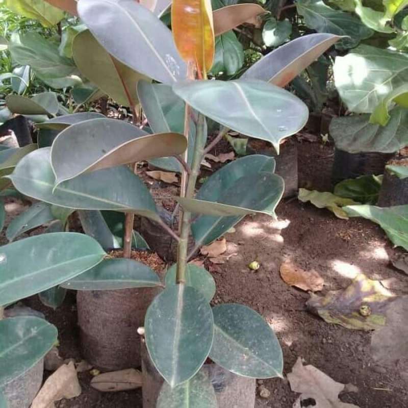 Pohon Karet Bolu