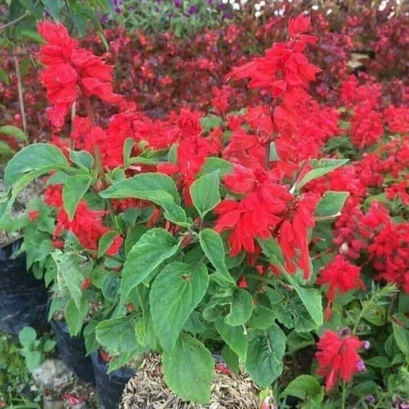 Jual Bunga Salvia Original Murah - Harga Diskon Februari 2024 | Blibli.com