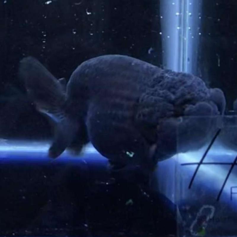 Jual RANCHU LIONCHU BLACK SOLID GOSONG GOLDFISH / IKAN MAS KOKI BUFFALO ...