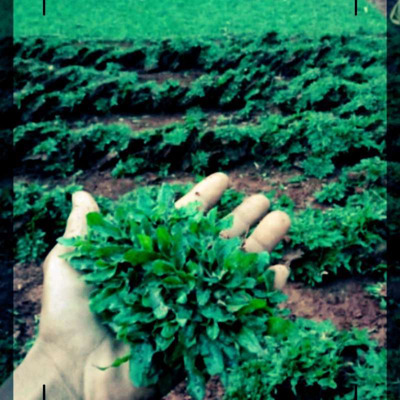 Jual Rumput Gajah Mini 1 Meter Persegi Di Seller Tanaman Hias Nursery